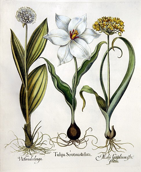Nature Sketching vs. Botanical Illustrations,o – theTravelsketcher